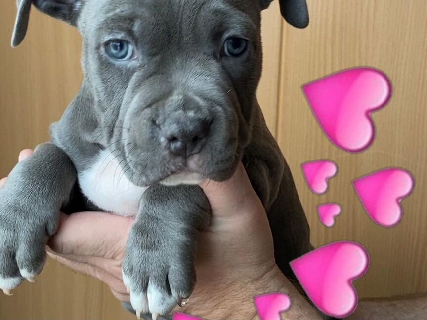 Стаффордширский терьер щенки голубого окраса