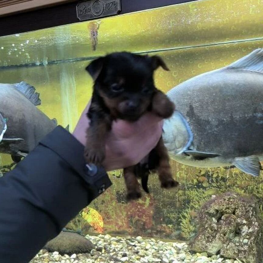 Йоркширский терьер, щенок