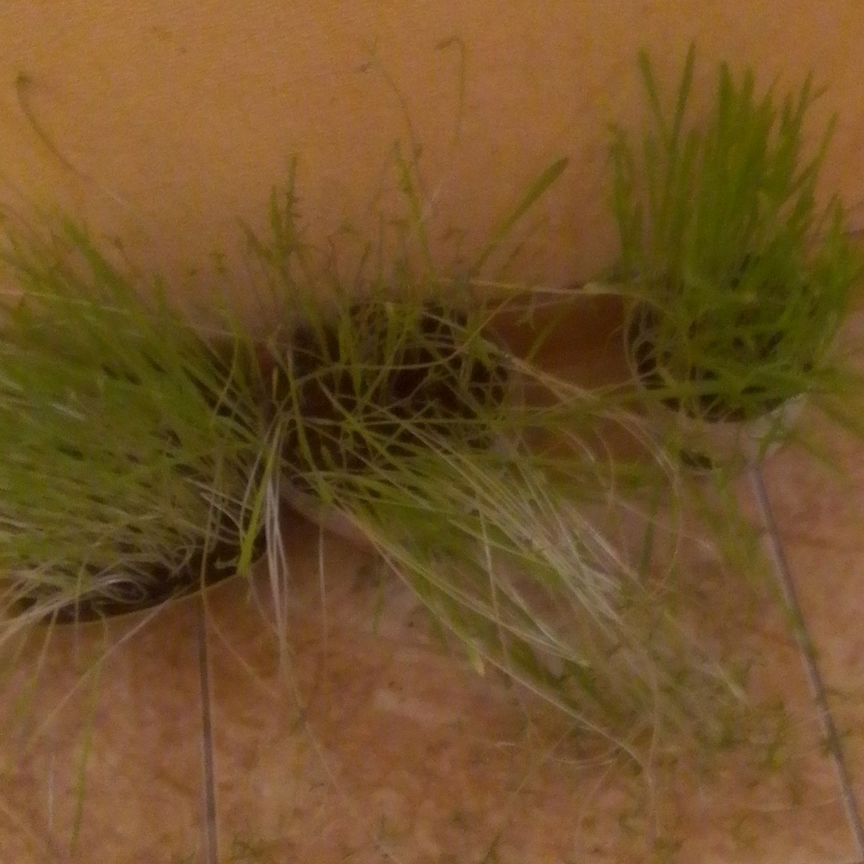 Лакомства для кошек