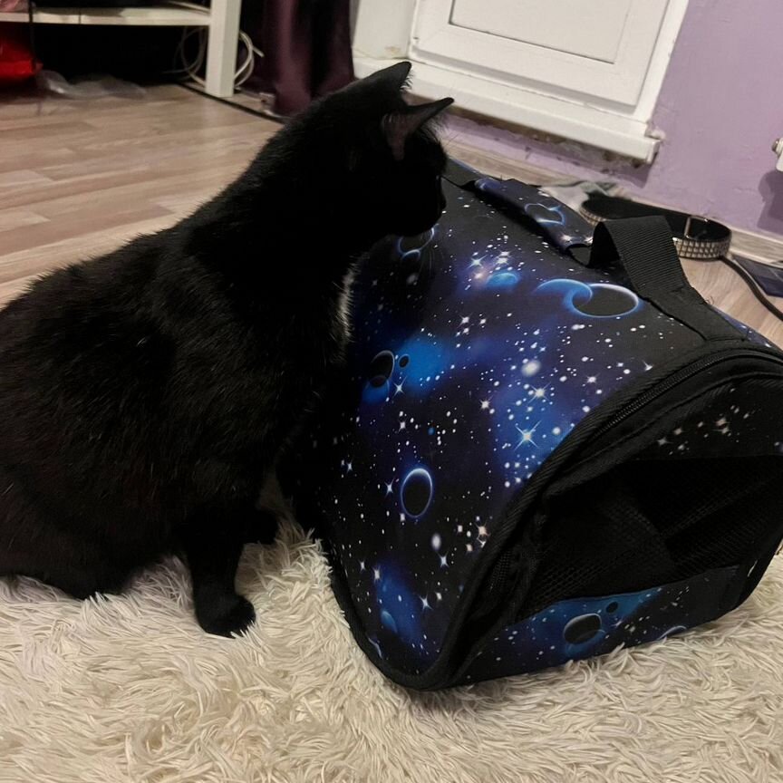 Переноска для кошек бу