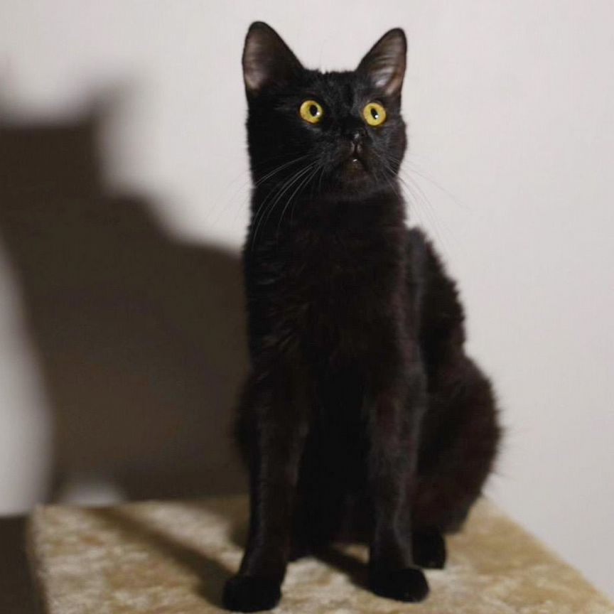 Кот обнимашка