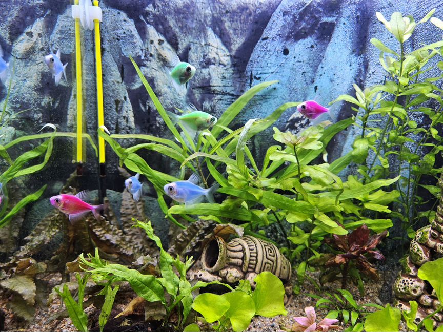 Рыбки тернеции