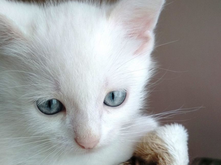 Котенок девочка 3 месяца