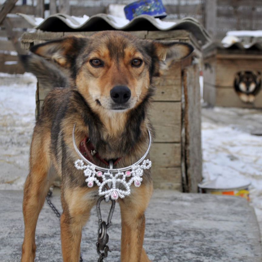 Взрослая собака в добрые руки