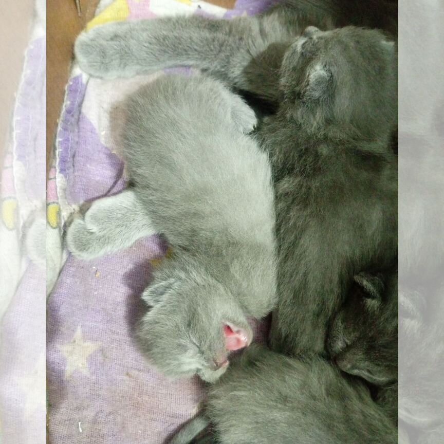 Котята