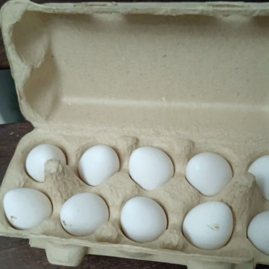 Яйцо инкубационное снежинка, вергинский перепел