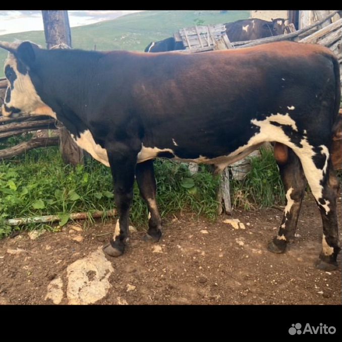 Бык 2 года