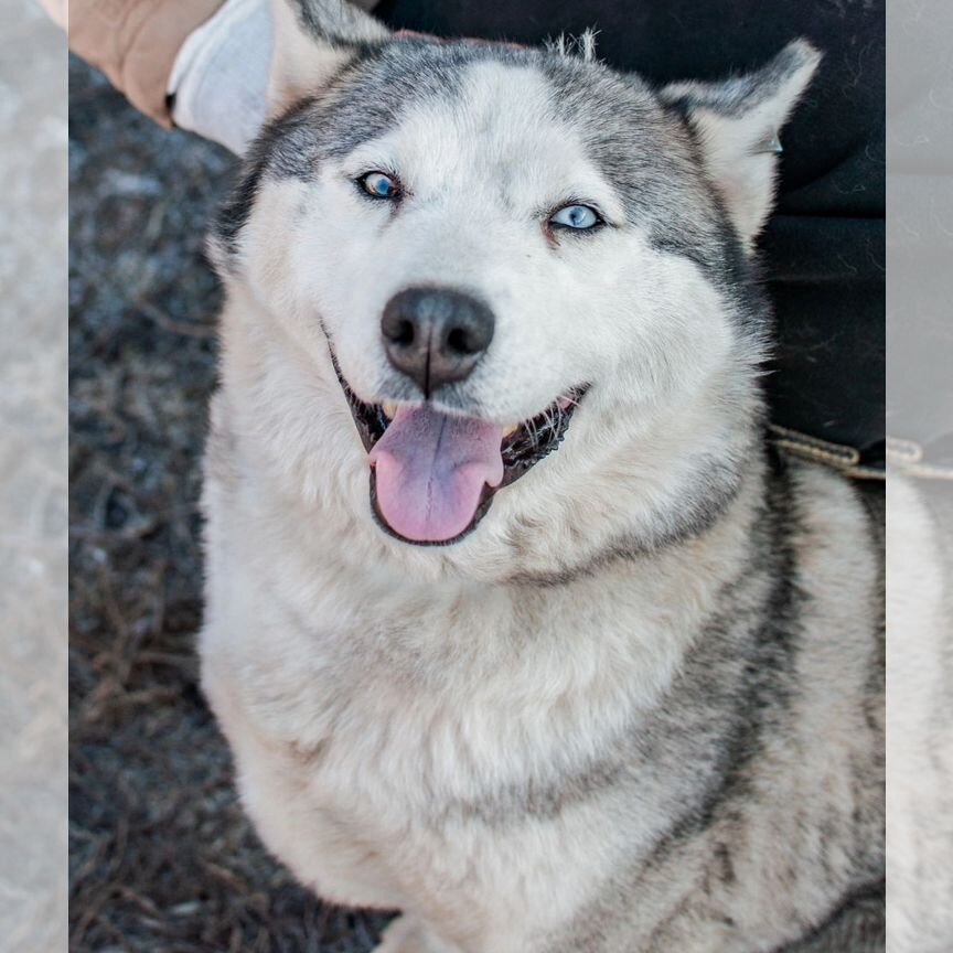 Хаски в добрые руки