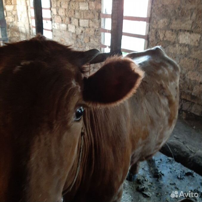 Продам телку тельная