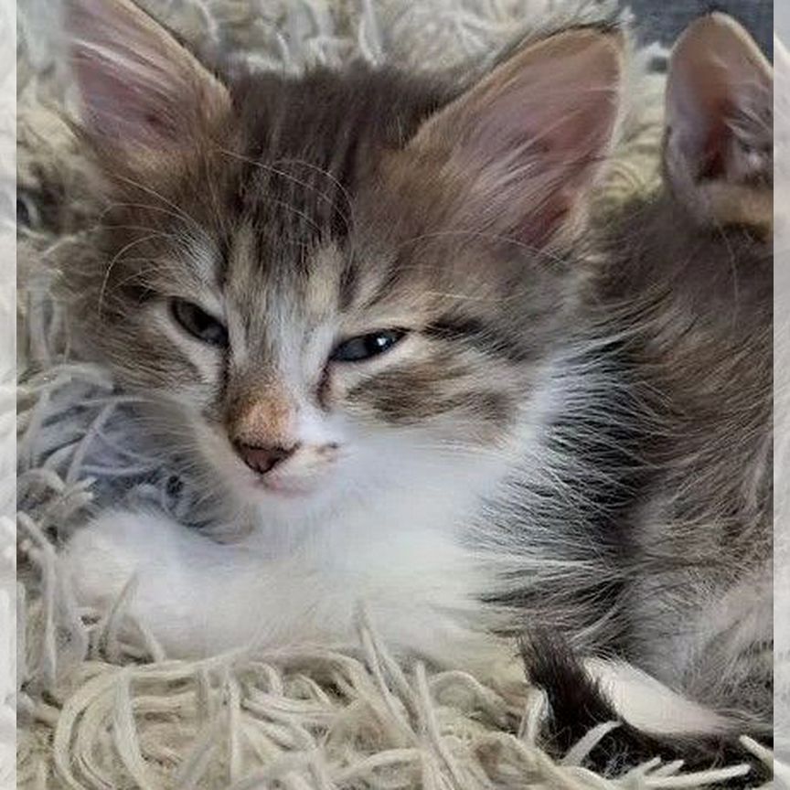 Котёнок