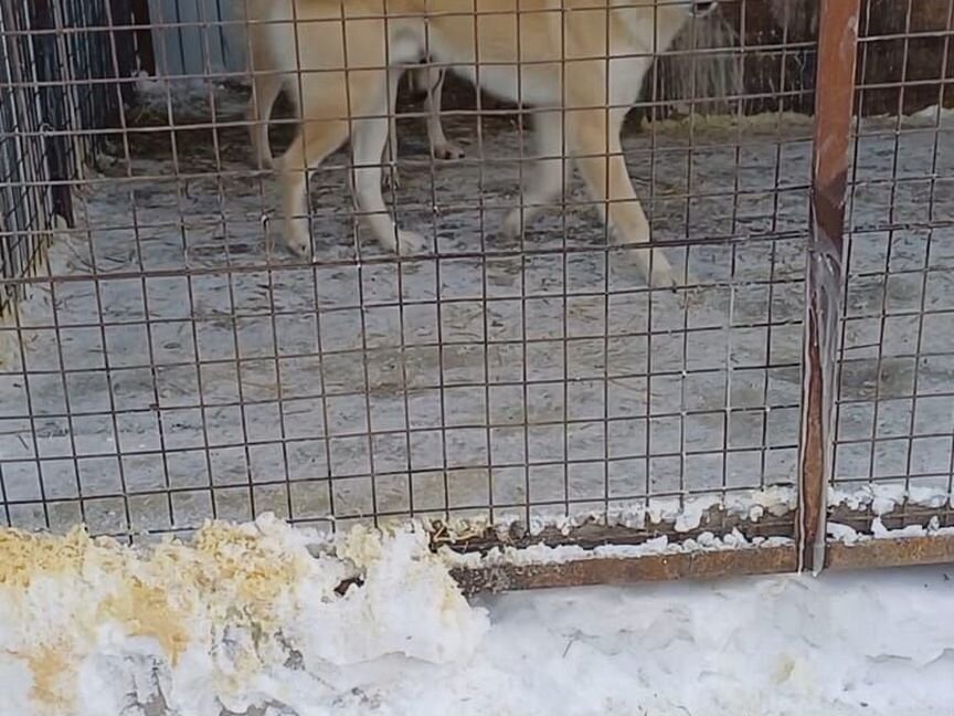 Собака