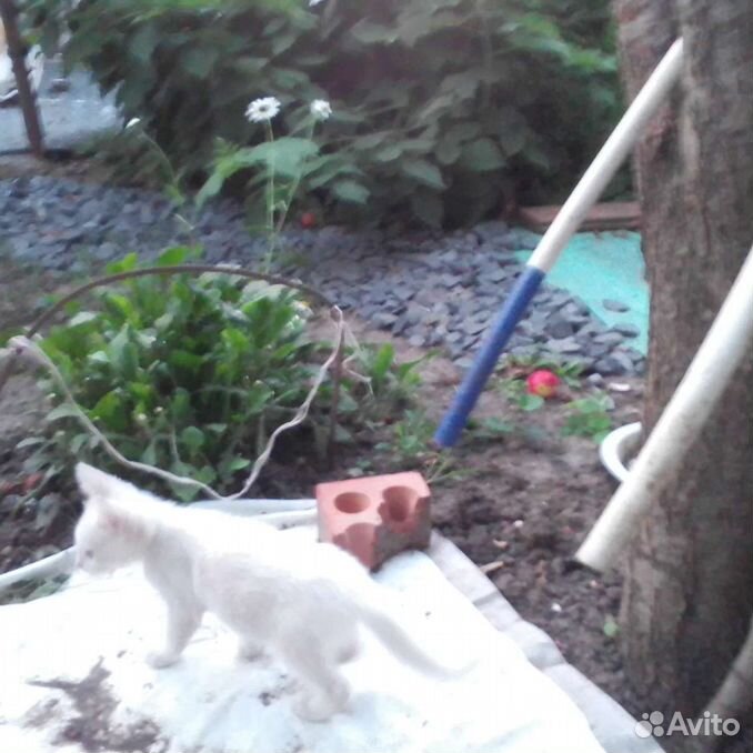 Отдам белого котёнка, 2,5 месяца,в хорошие руки
