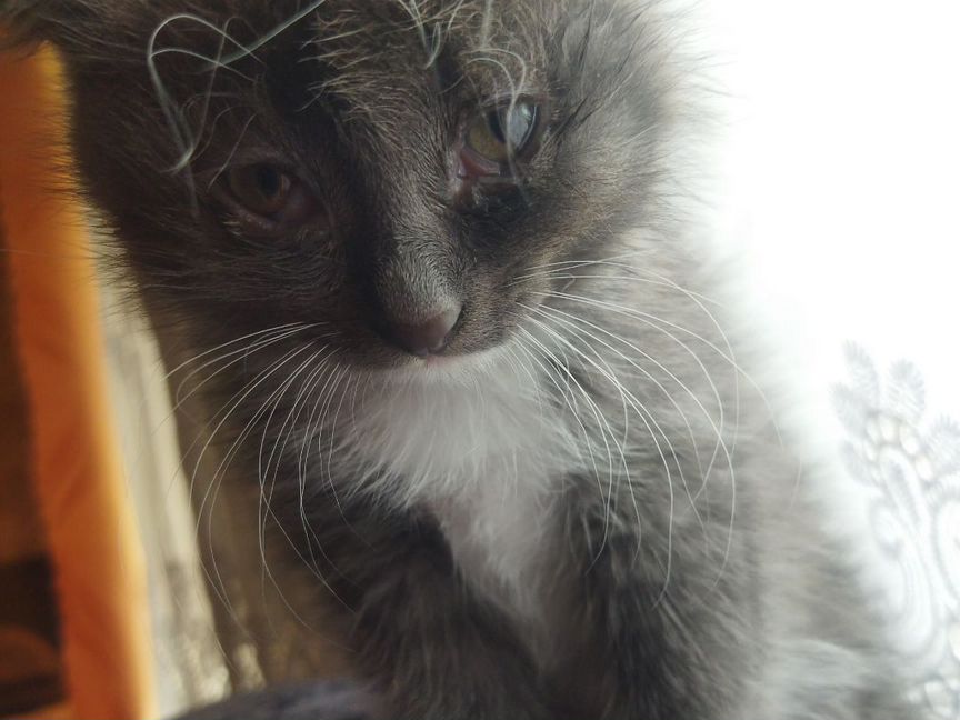 Котенок серенький вислоухий