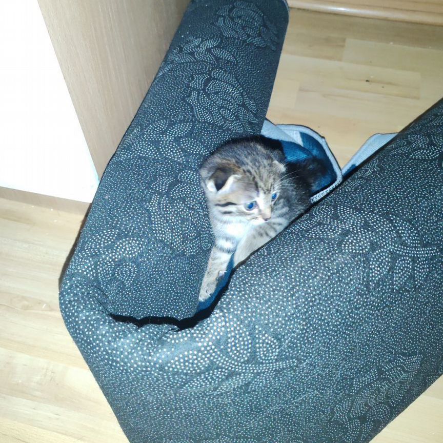 Котёнок в добрые руки