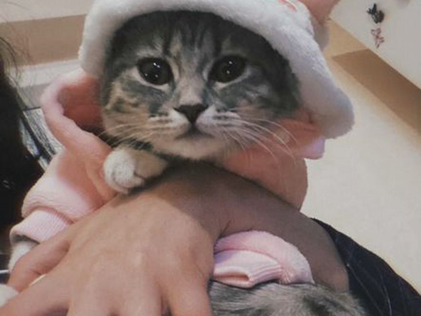 Халат для котика/собаки