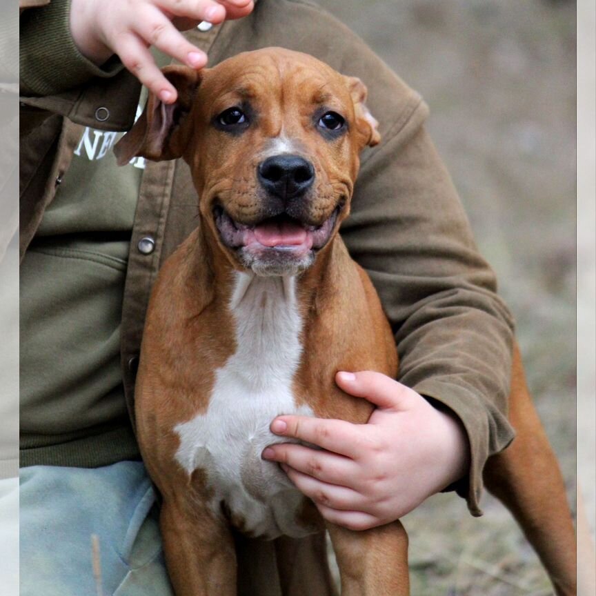 Американский стаффордширский терьер, щенок