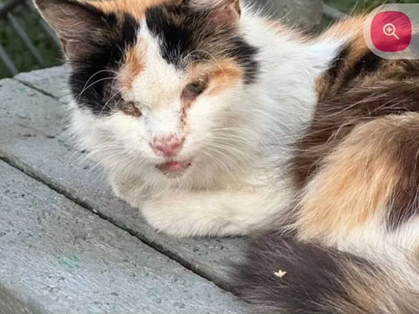 Кошка, один глаз вытек другой течёт. Чихает, кашля