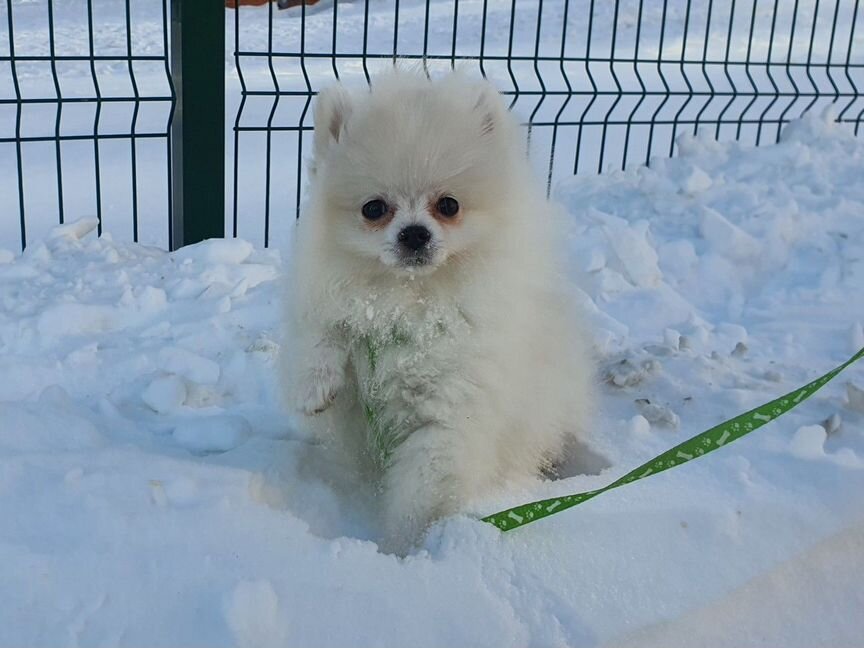 Маленькая собака шпиц