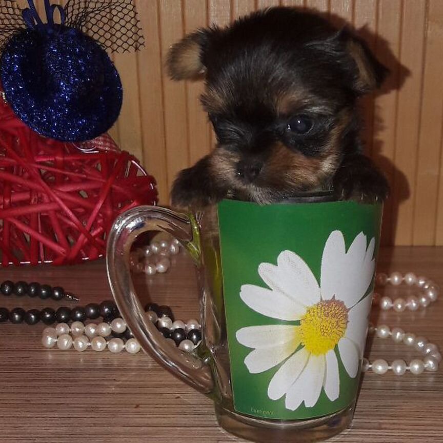 Йоркширский терьер, щенок