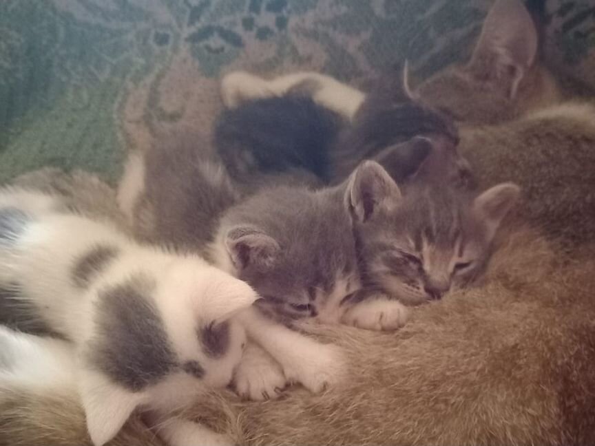 Домашние питомцы