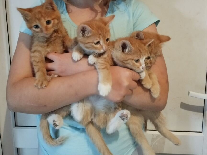 Котята в добрые руки