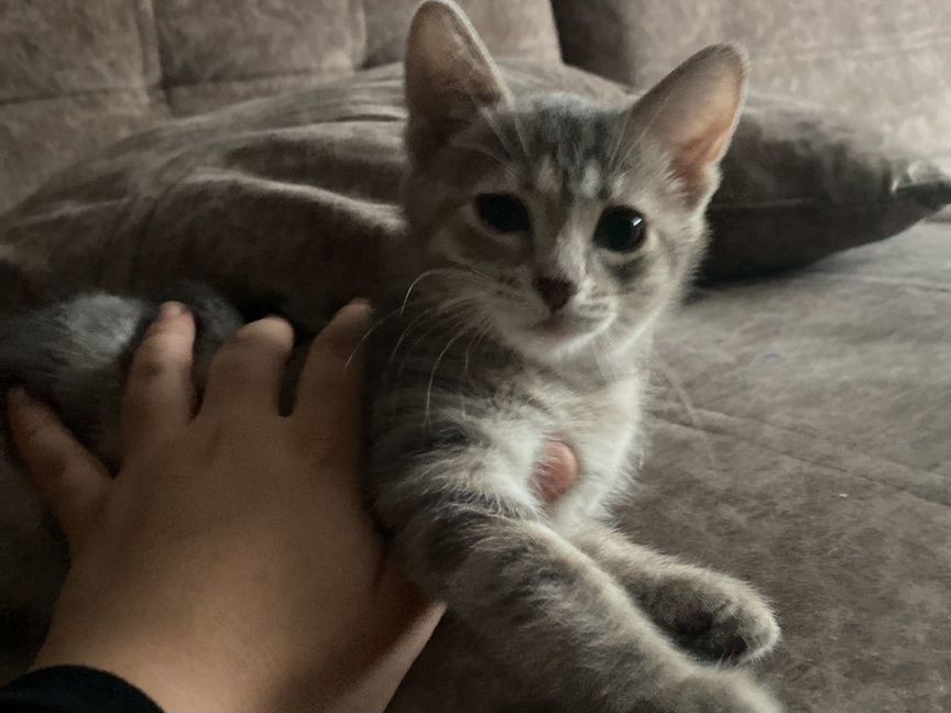 Шотландский котенок девочка