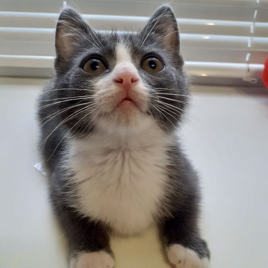 Котёнок ищет дом