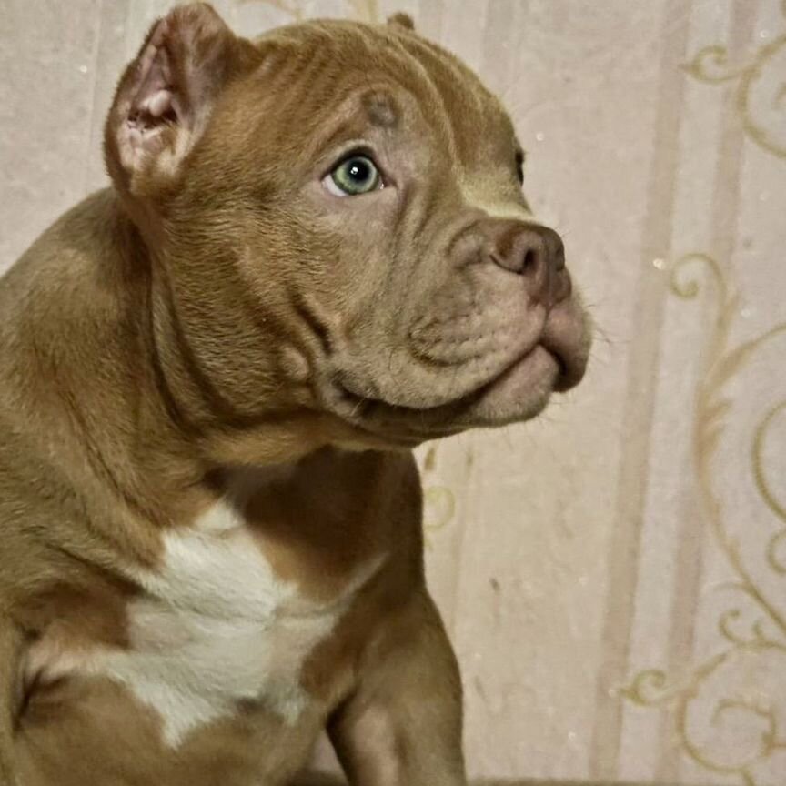 Американский булли щенки