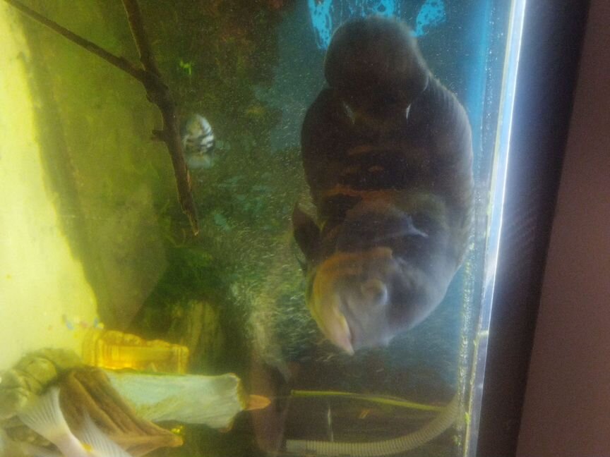 Астранотус