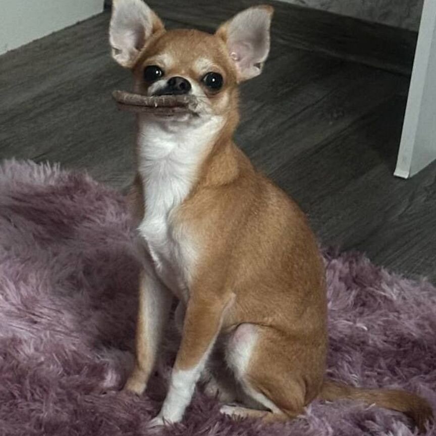 Чихуахуа, щенок