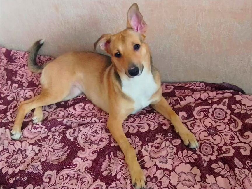 Небольшая собачка Сэнди ищет дом