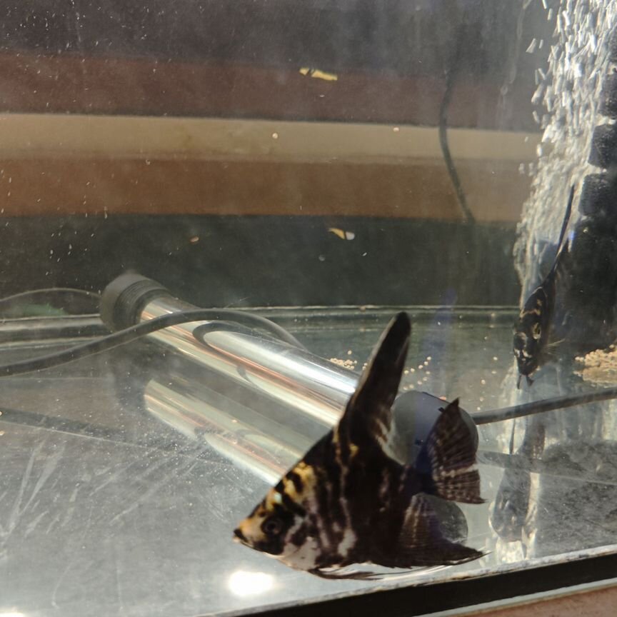 Продам скалярий