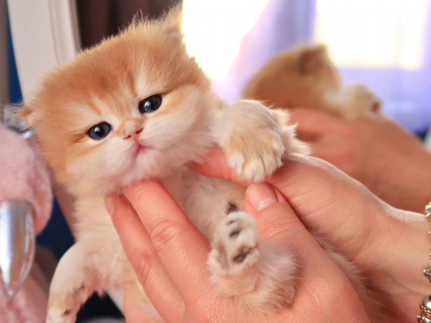 Котята золотая шиншилла