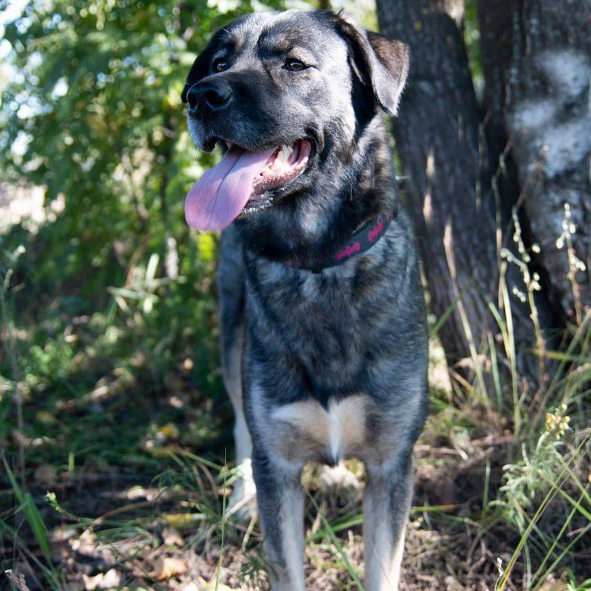 Сонечка в добрые руки