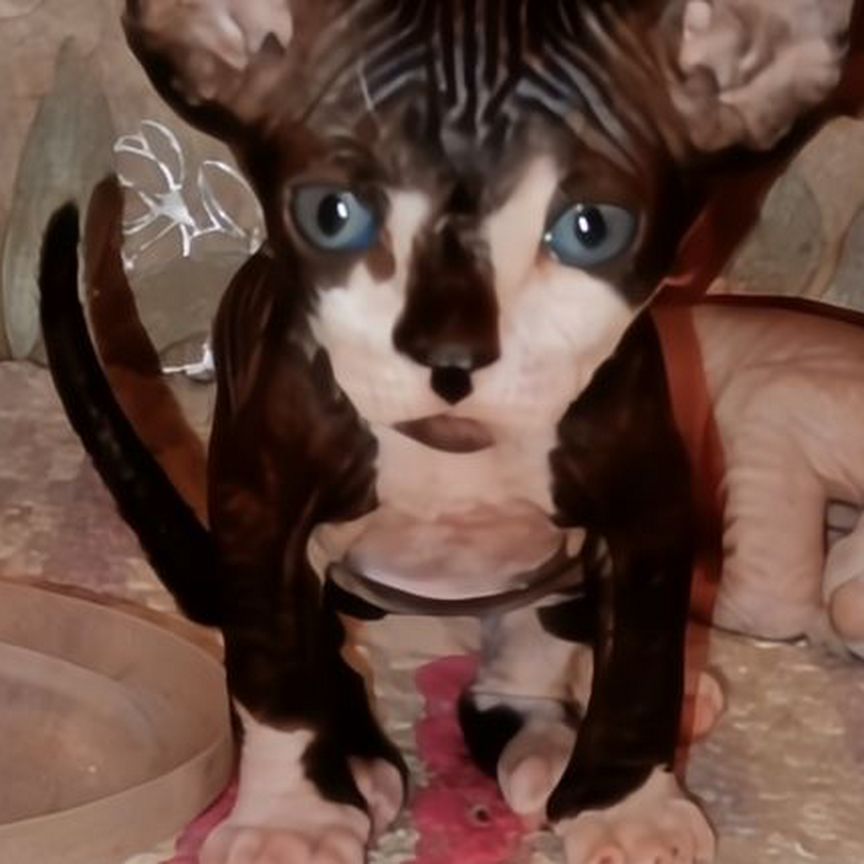 Донской сфинкс котёнок