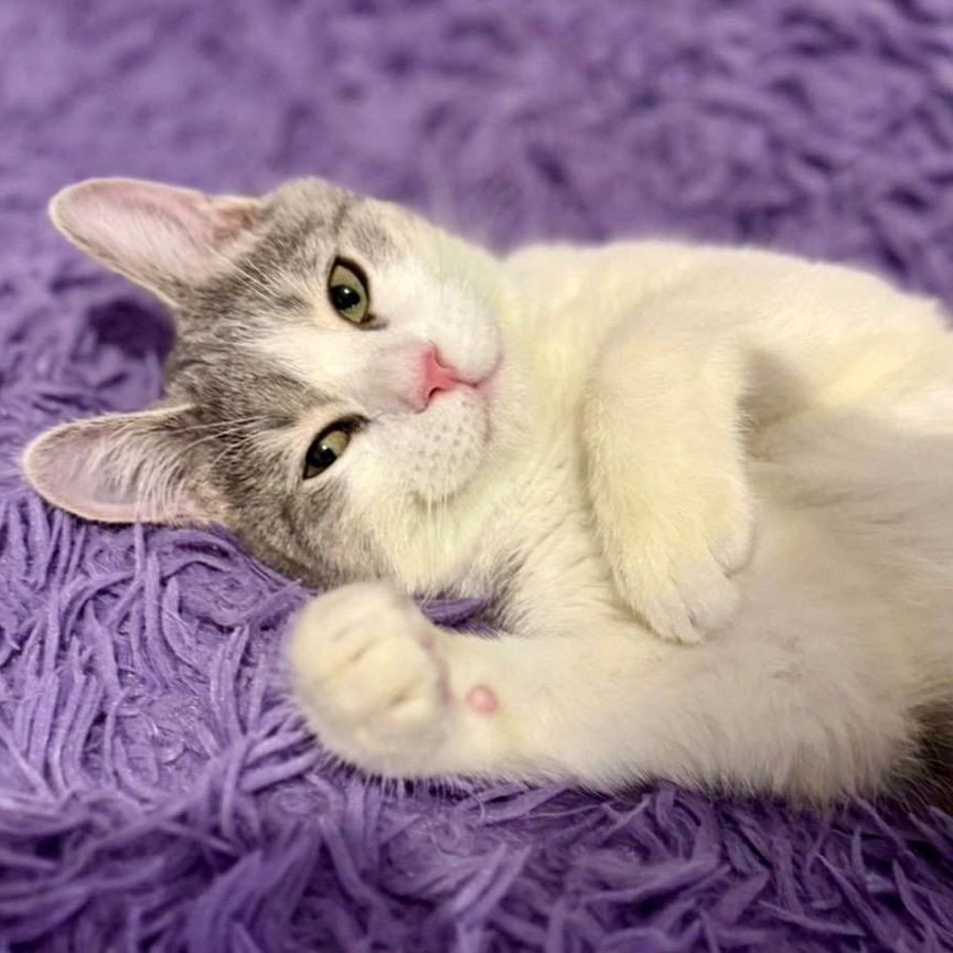 Британский короткошёрстный котёнок