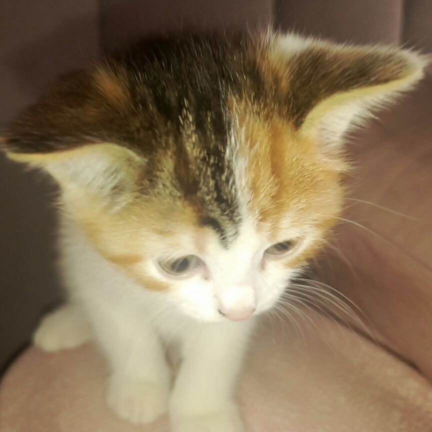 Шотландский прямоухий длинношёрстный котёнок