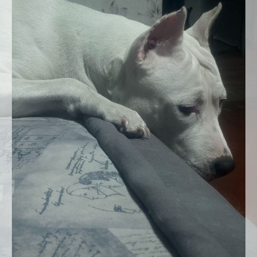 Американский стаффордширский терьер, взрослая собака