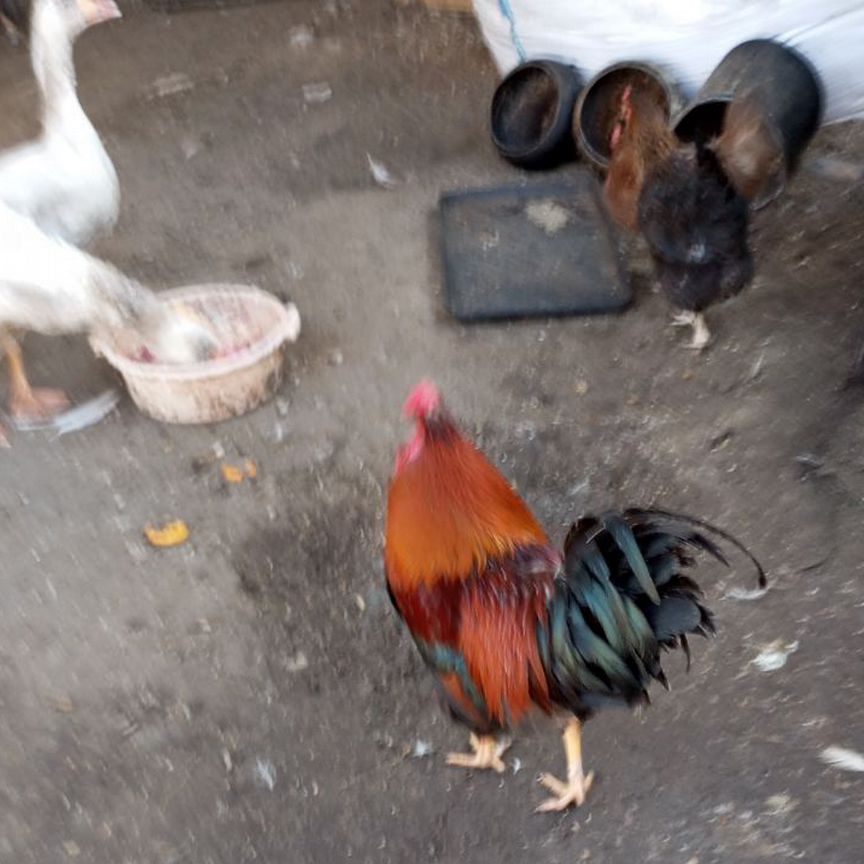 Петух молодой домашний