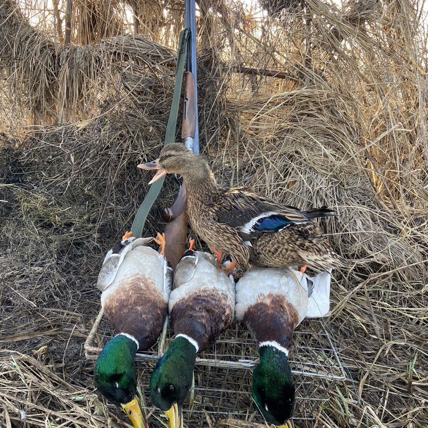 Подсадные утка-селезень