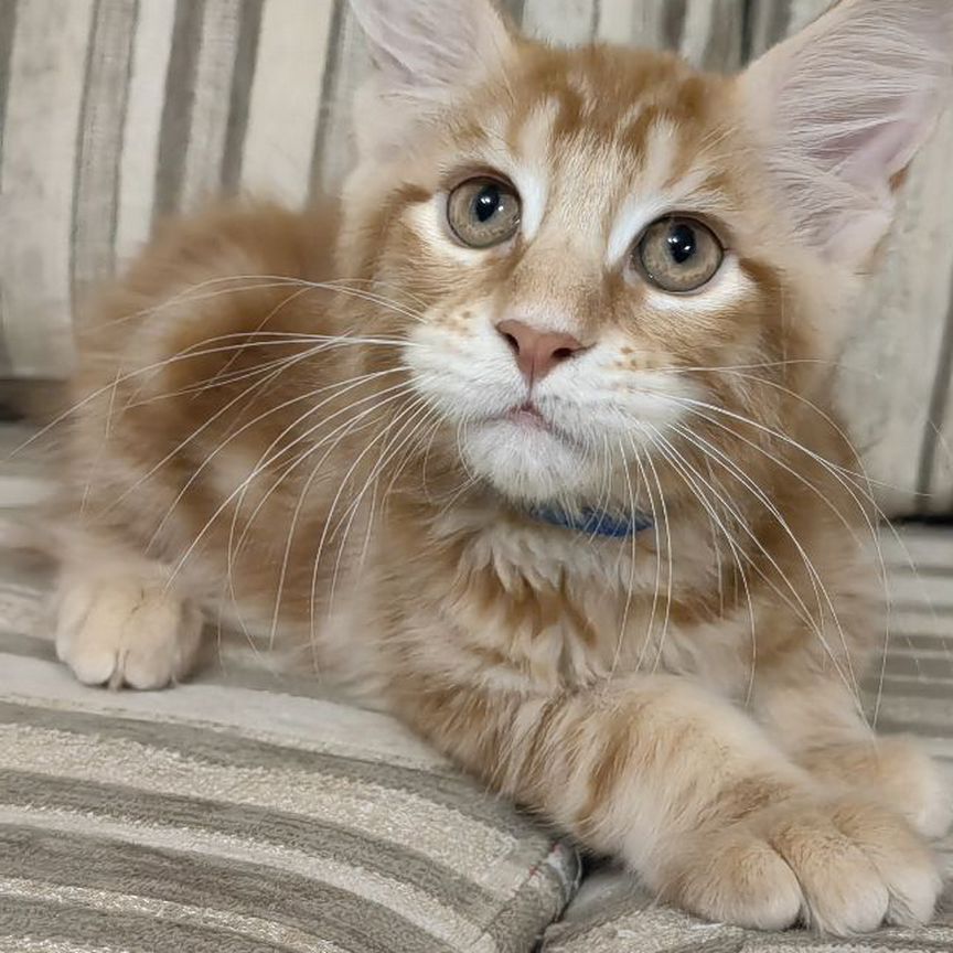 Котята мейн-кун