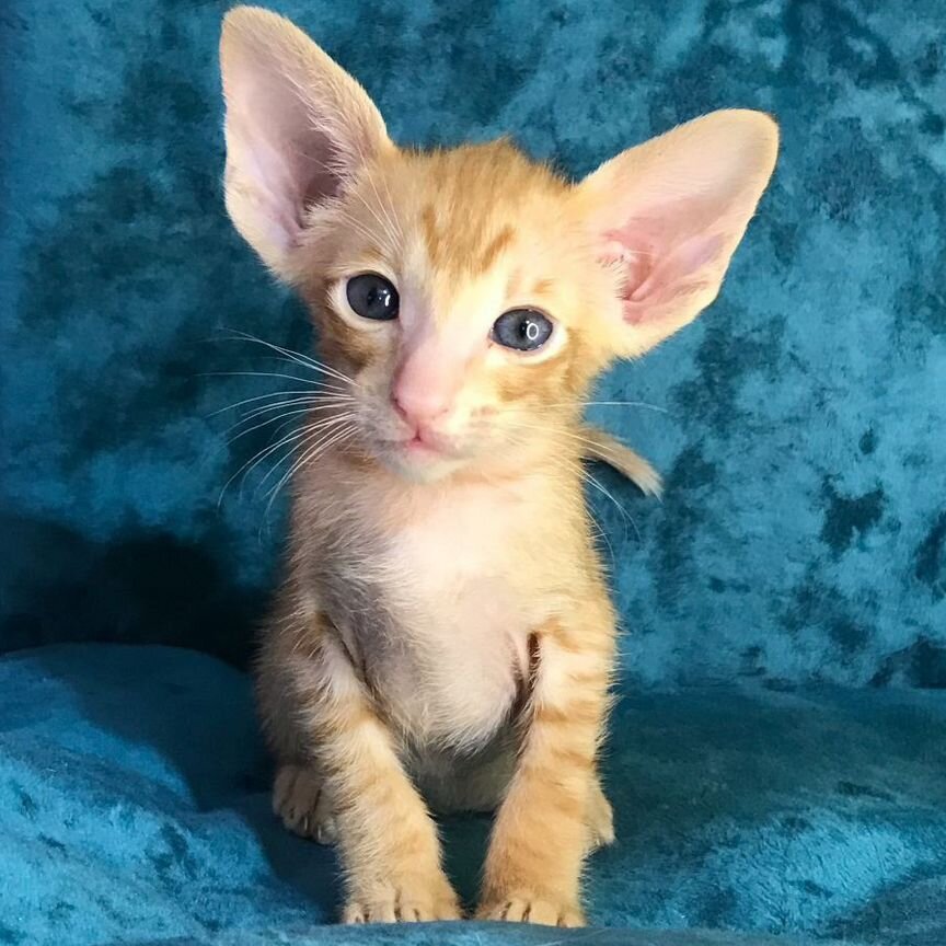 Ориентальный котёнок
