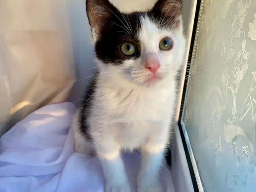 Котенок в добрые руки. Чб