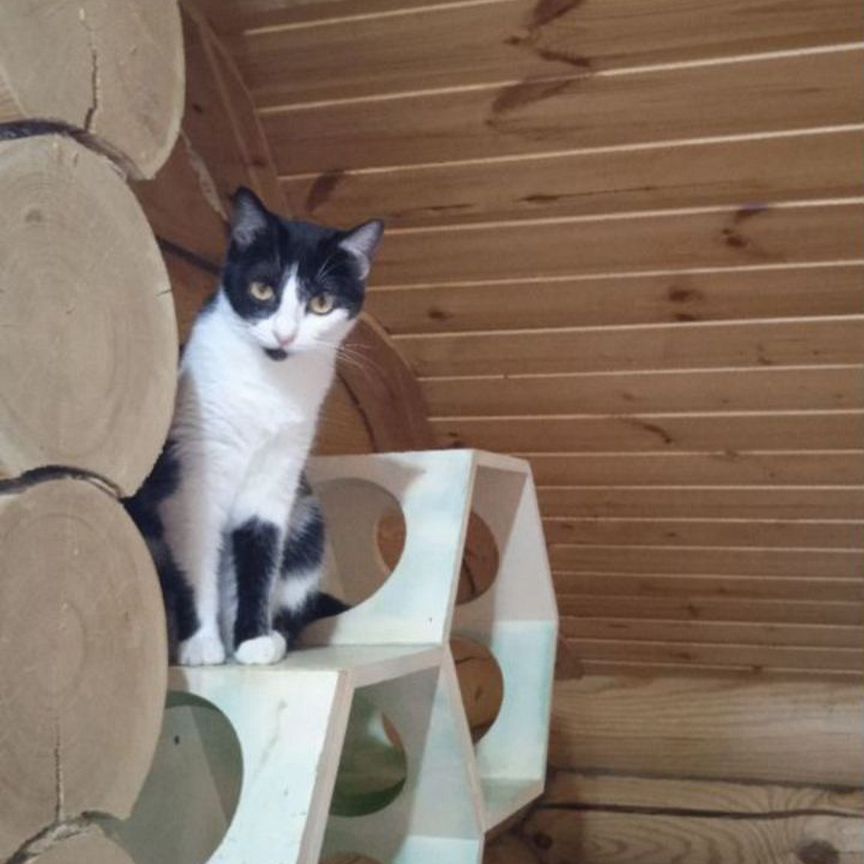 Милая кошечка Лика ждёт свою семью в приюте