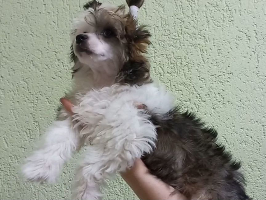 Китайская хохлатая собака щенки