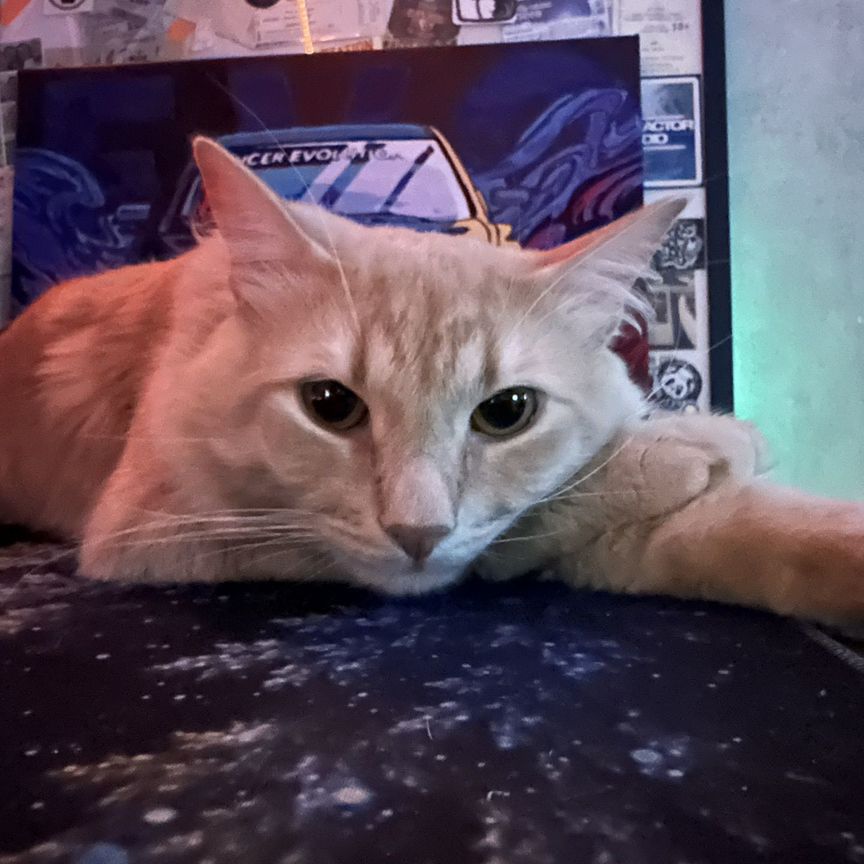 Отдам кота в добрые руки