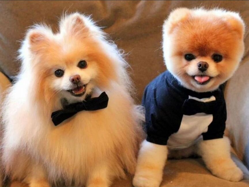 Зоогостиница для собак