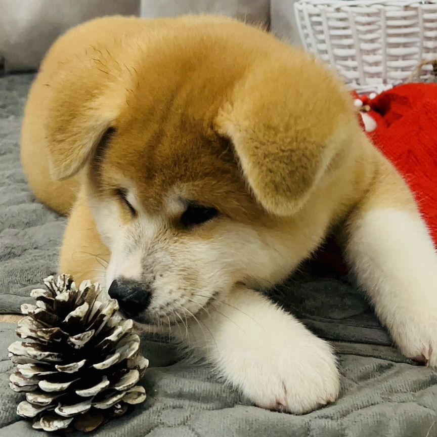 Акита-ину, щенок