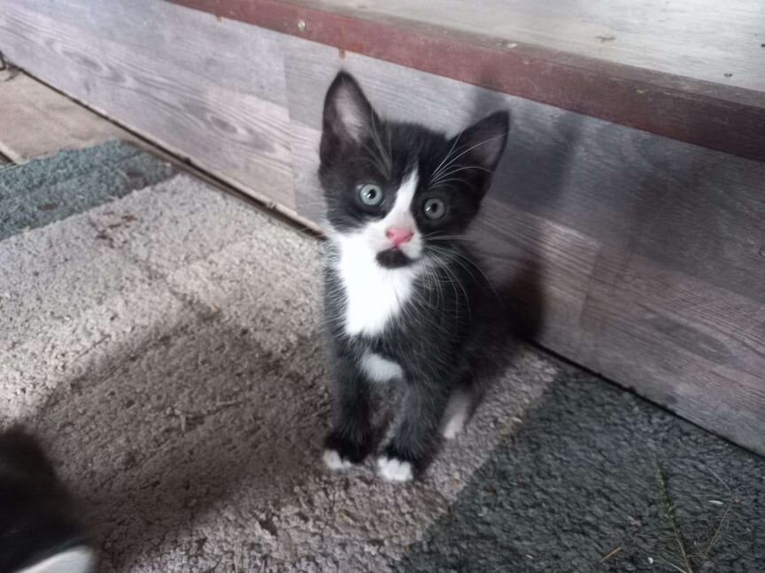 Котятки невдуплятки