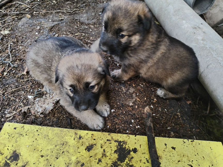 2 щеночка ищут дом